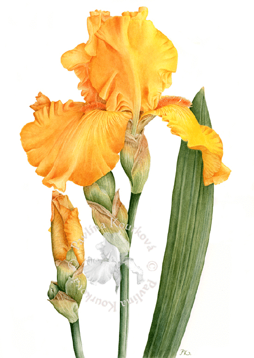 Žlutý kosatec :: Pavlína Kourková