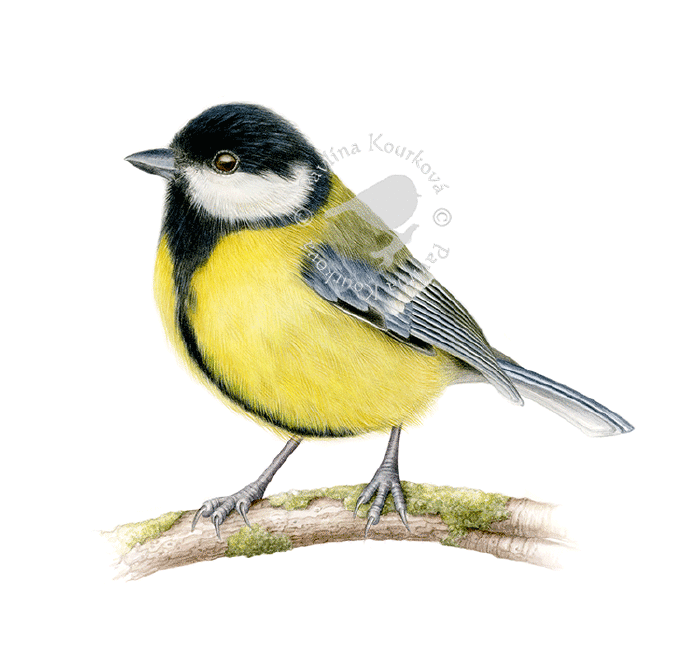 Birds :: Pavlína Kourková